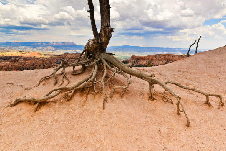 Resources for Resilience - Grateful Living