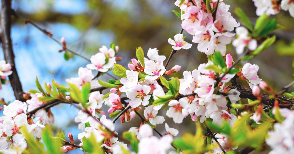 The Gift of Humility - Grateful.org