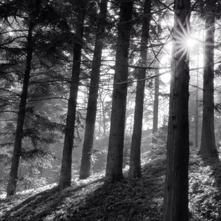 "Blessings" with Br. David Steindl-Rast - Grateful.org