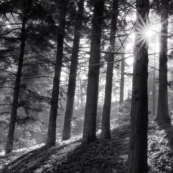 "Blessings" with Br. David Steindl-Rast - Grateful.org