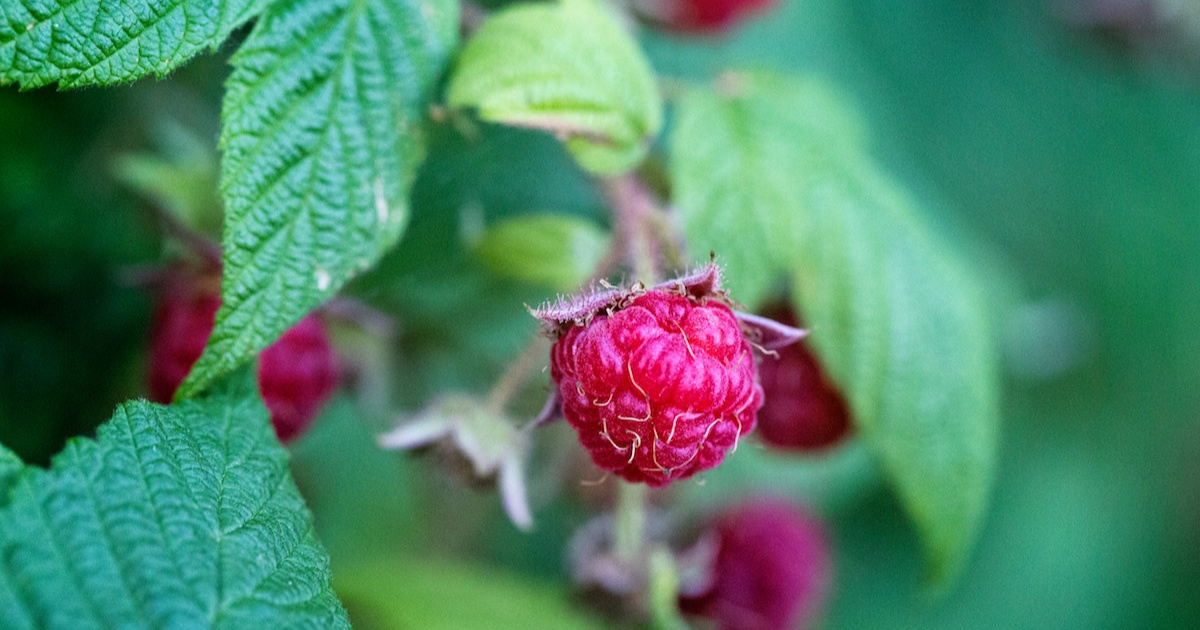 Dear Raspberry, - Grateful.org