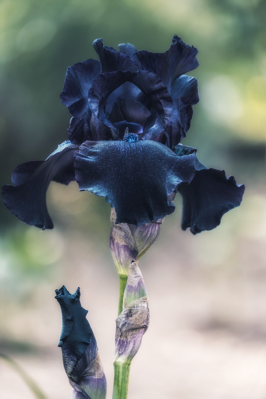 Irises - Grateful.org