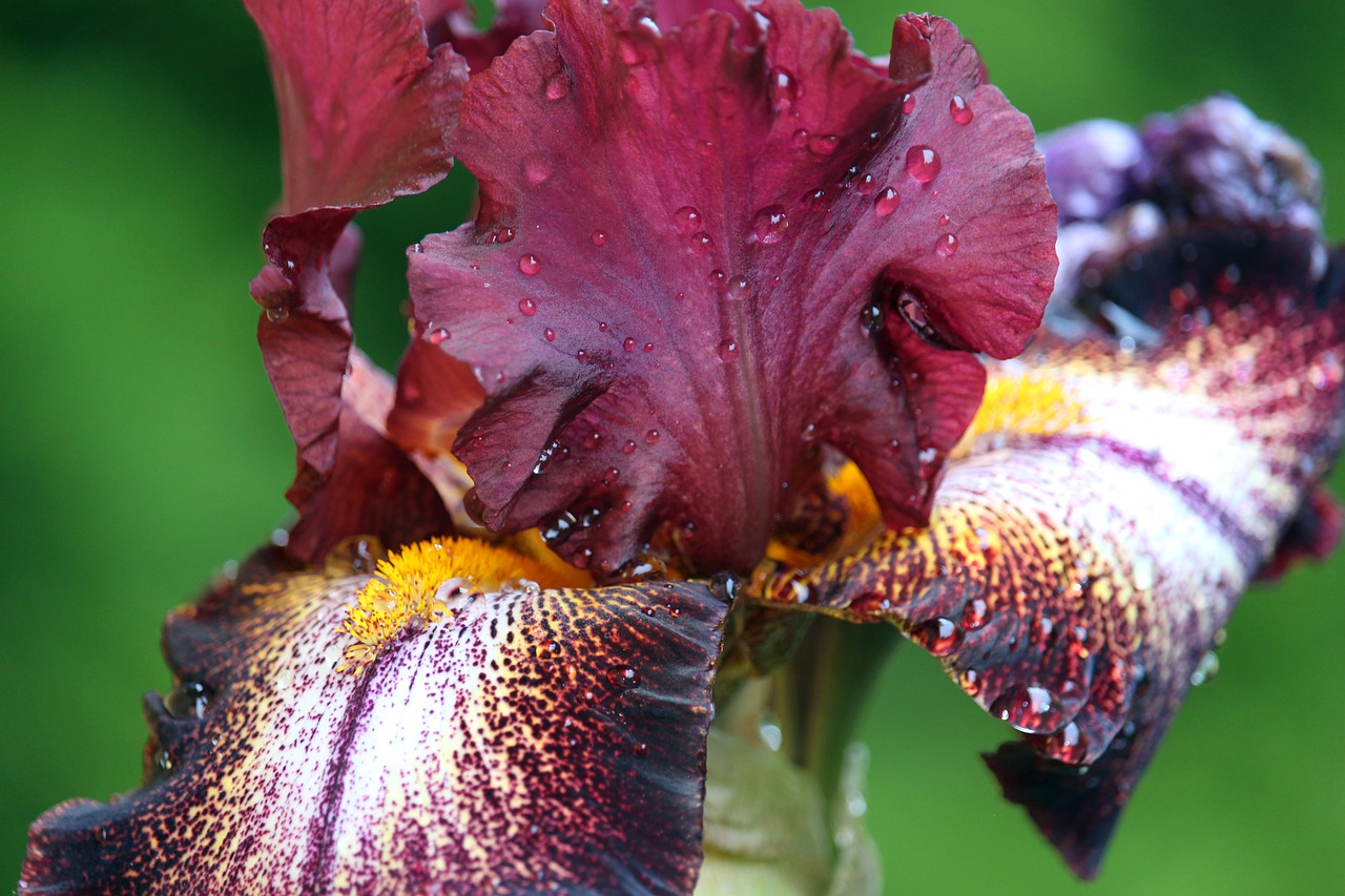 Irises - Grateful.org