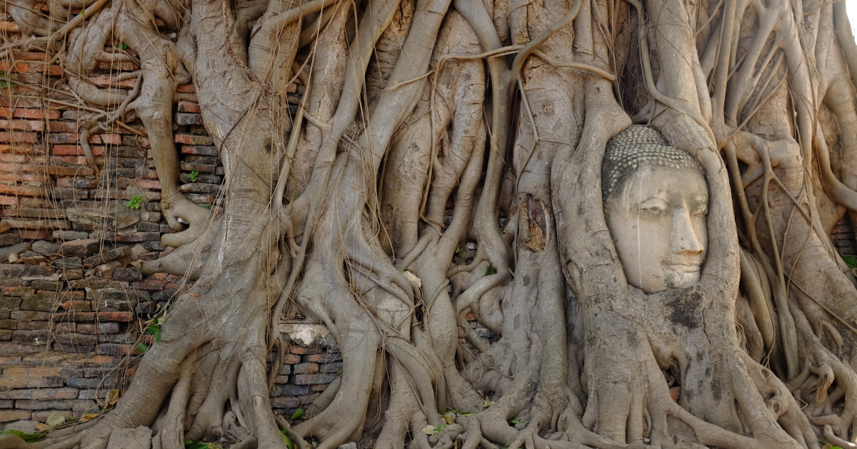 Ever Deeper Roots in Love - Grateful.org