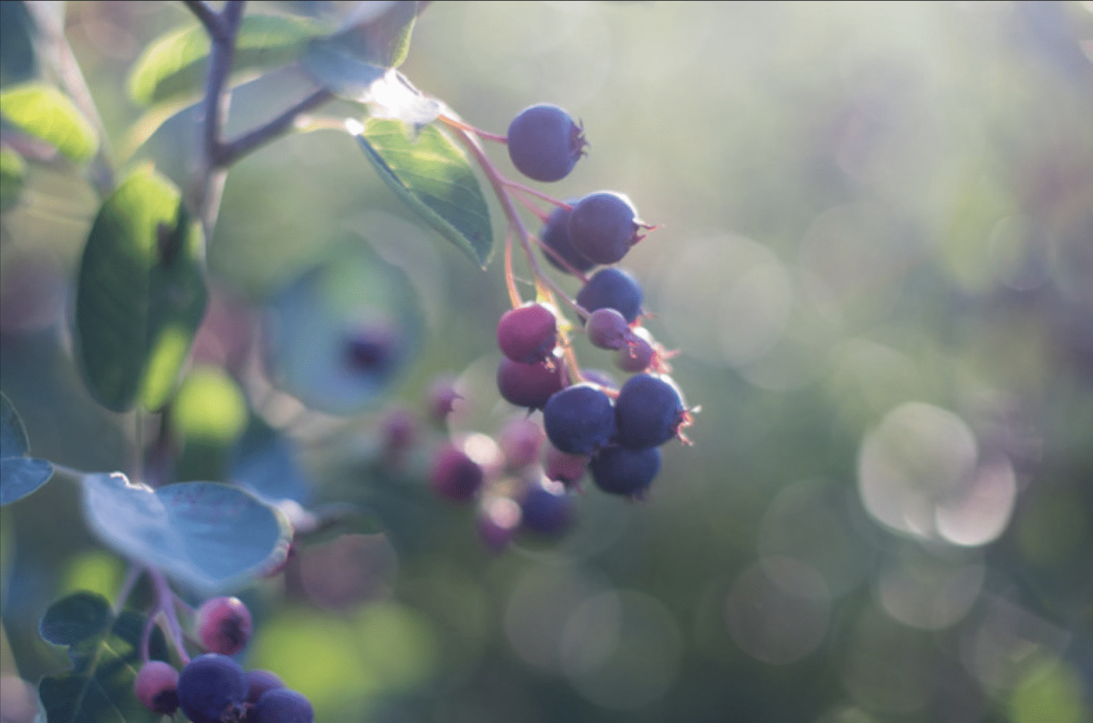 The Serviceberry - Grateful.org