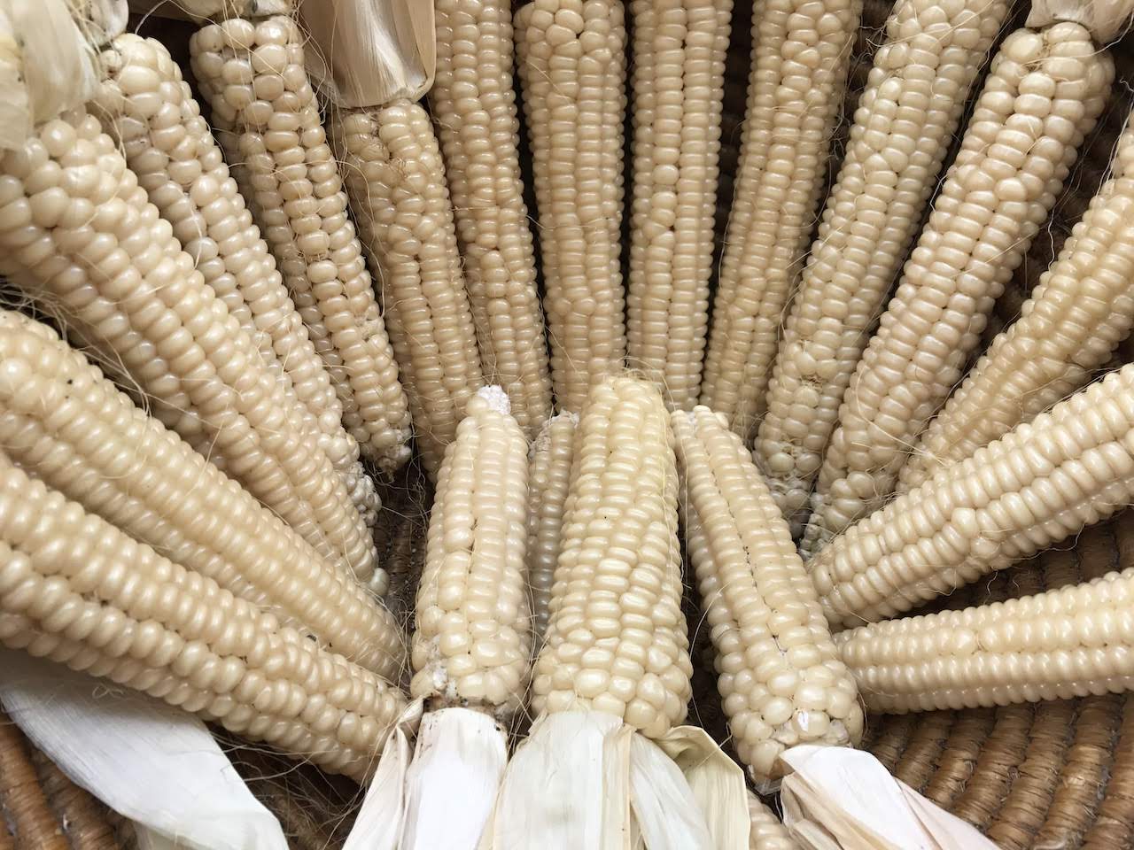 Grateful Changemakers: The Native American Food Sovereignty Alliance ...