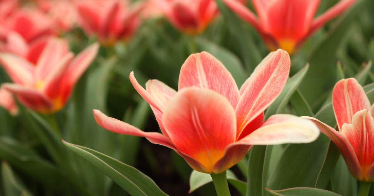 Darn Lucky - Grateful.org