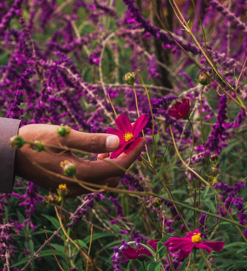 Buddha's flower sermon - Grateful.org