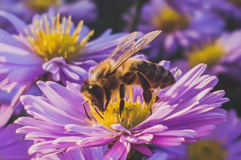 The Ordinary is Extraordinary: Guided Meditation - Grateful.org